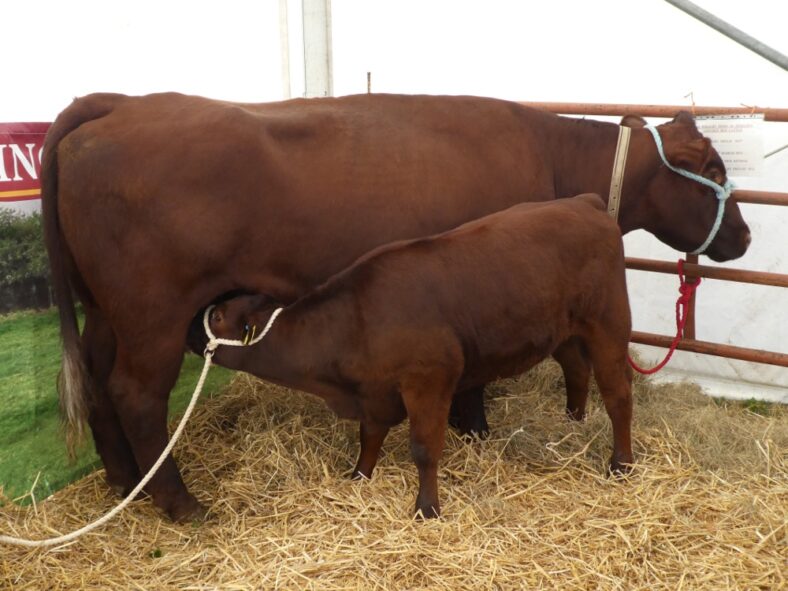 Heckington, Heckington Show, Lincoln Red Cattle - Society for ...