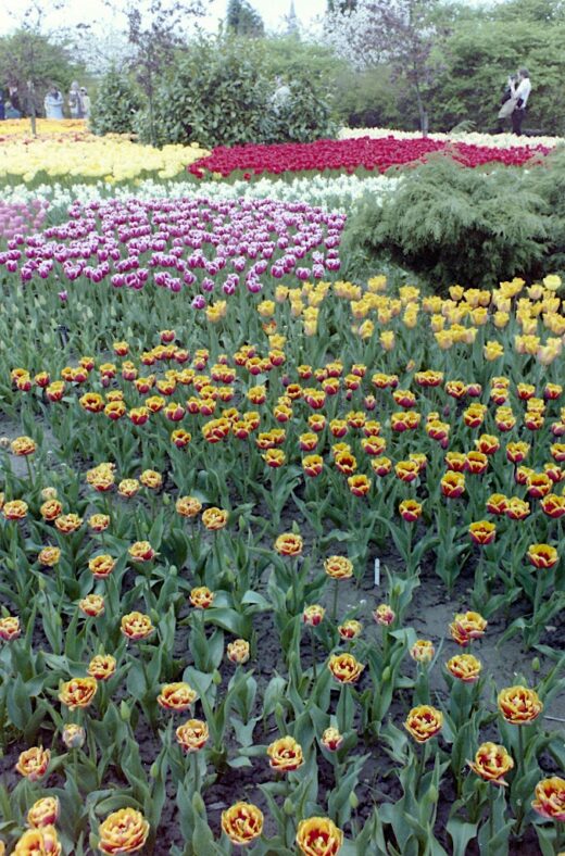 Spalding, Springfields Gardens - Society for Lincolnshire History ...